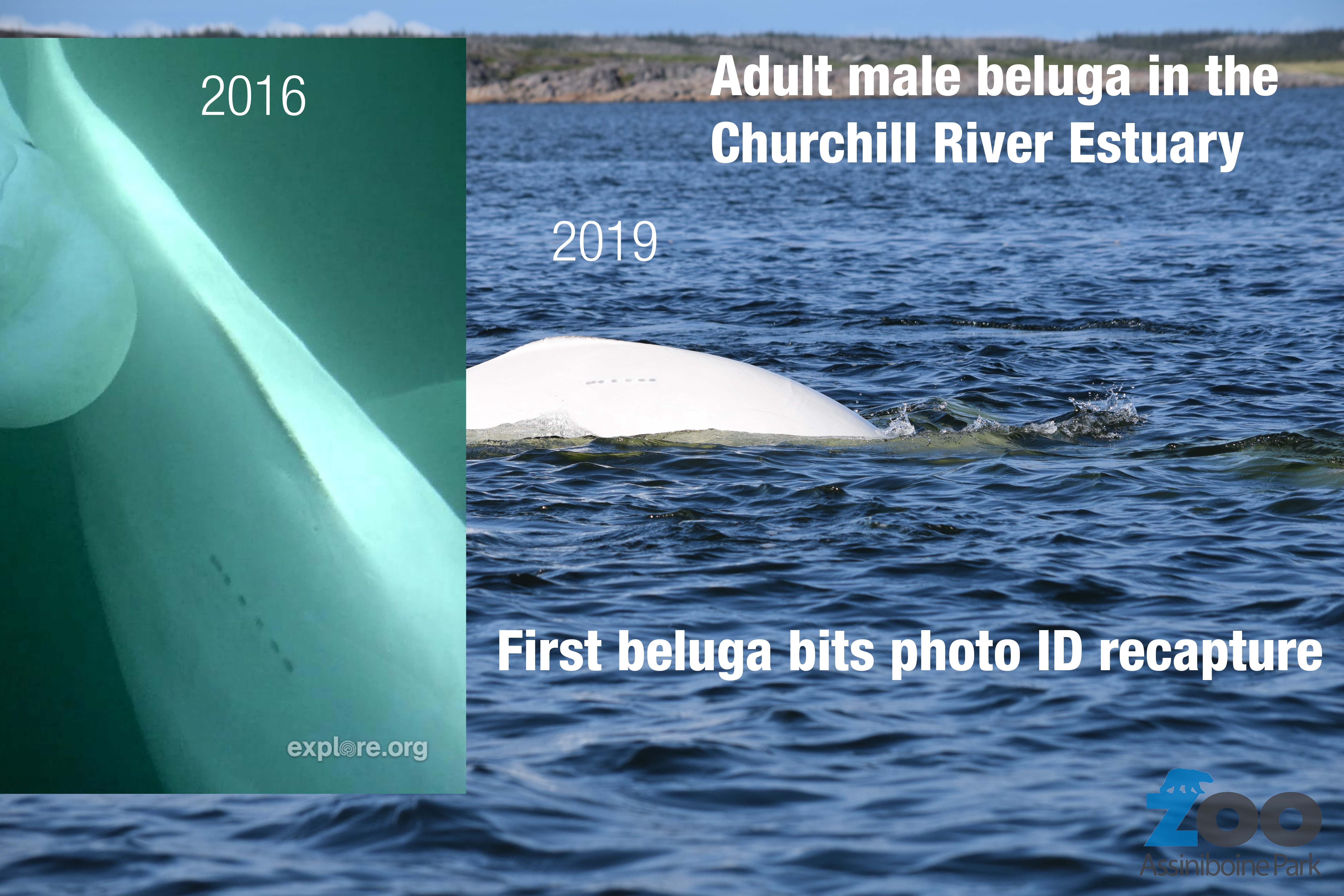 Results | Beluga Bits | Zooniverse - People-powered research