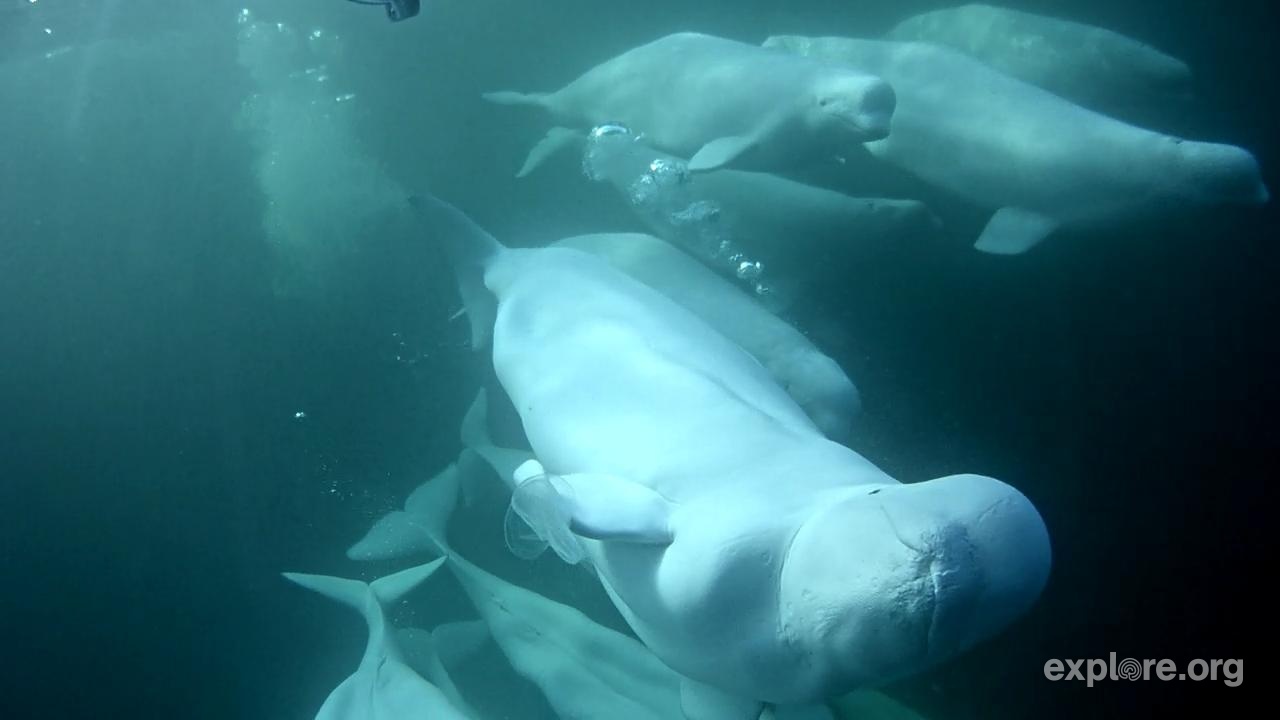 FAQ | Beluga Bits | Zooniverse - People-powered research