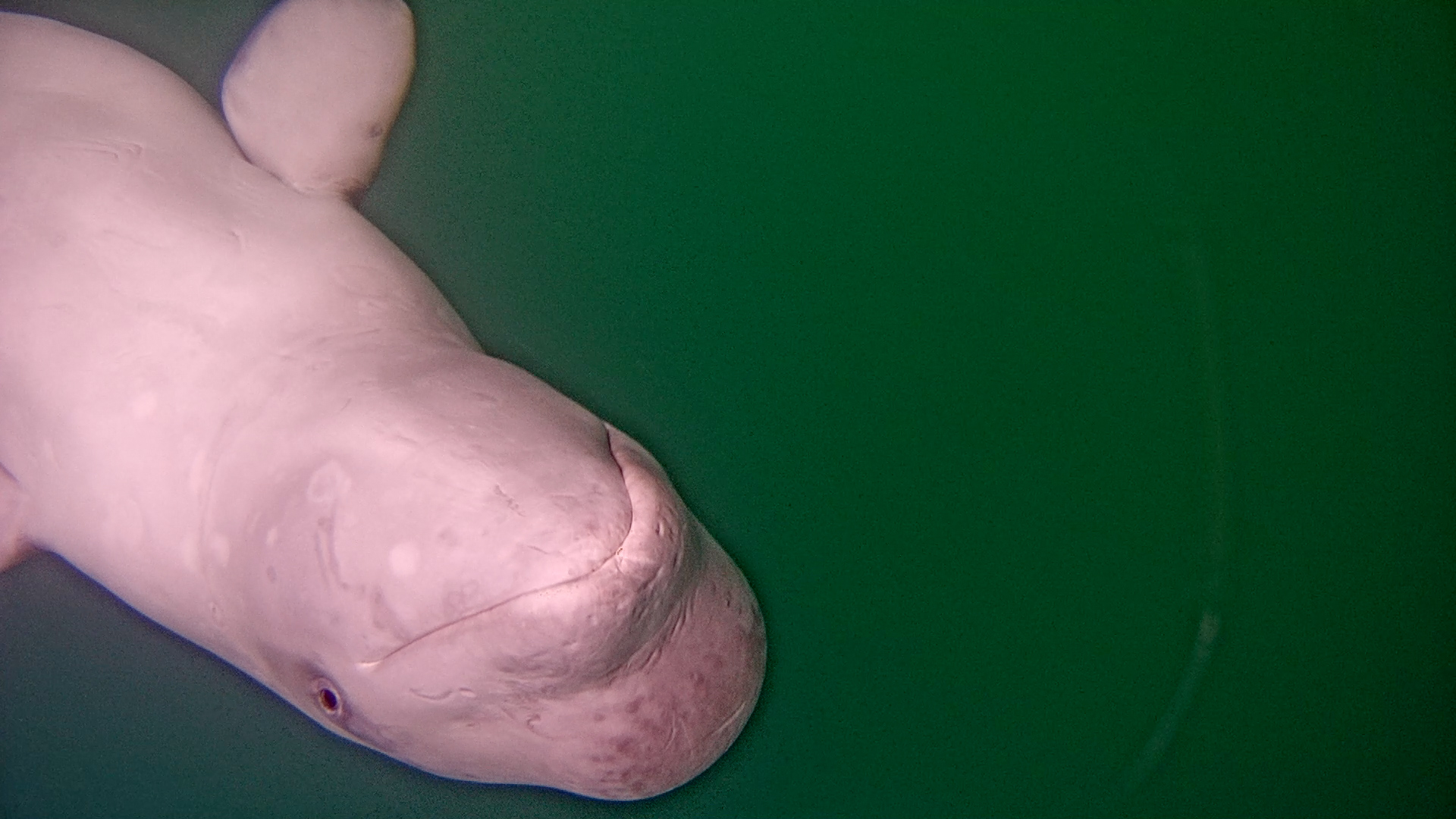 FAQ | Beluga Bits | Zooniverse - People-powered research