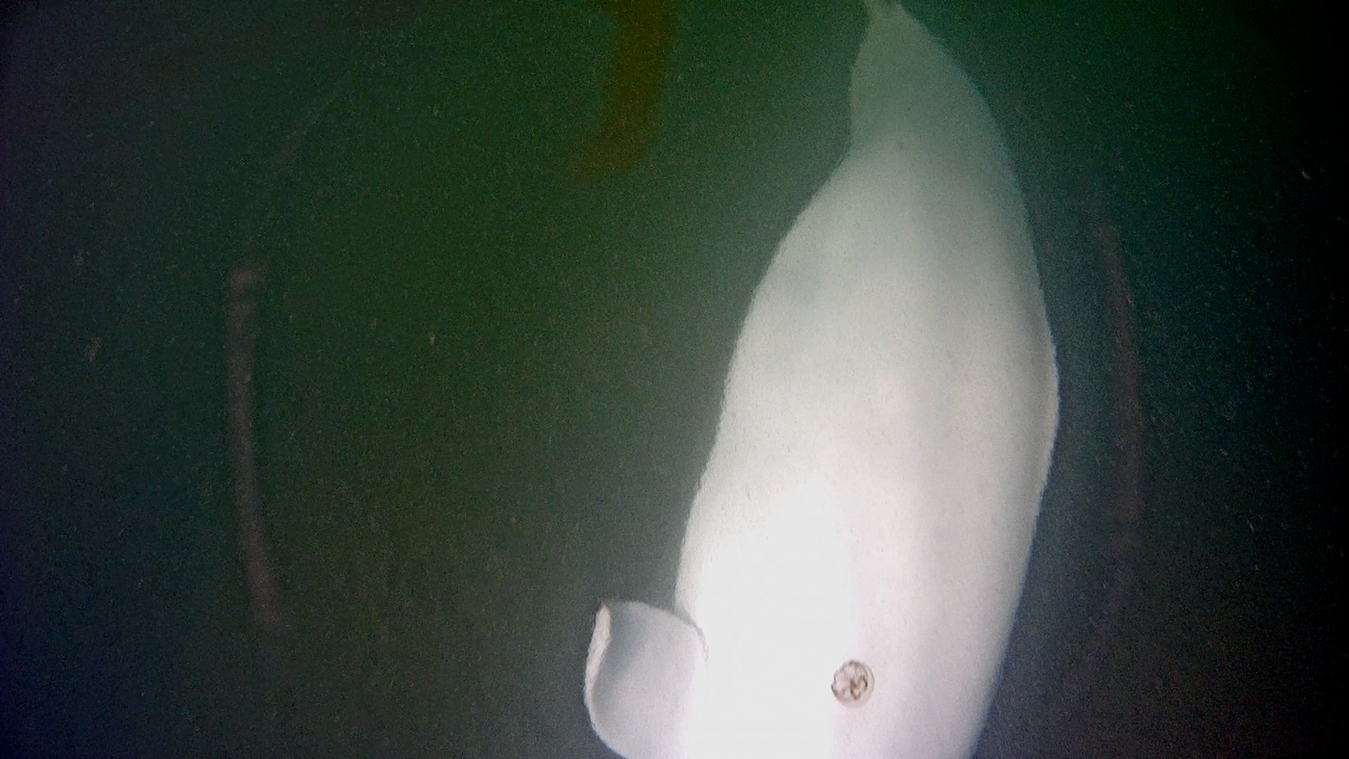 FAQ | Beluga Bits | Zooniverse - People-powered research