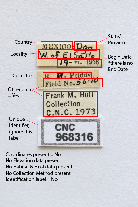 FG_Ex3-Asilidae#CNC968316_label.jpg