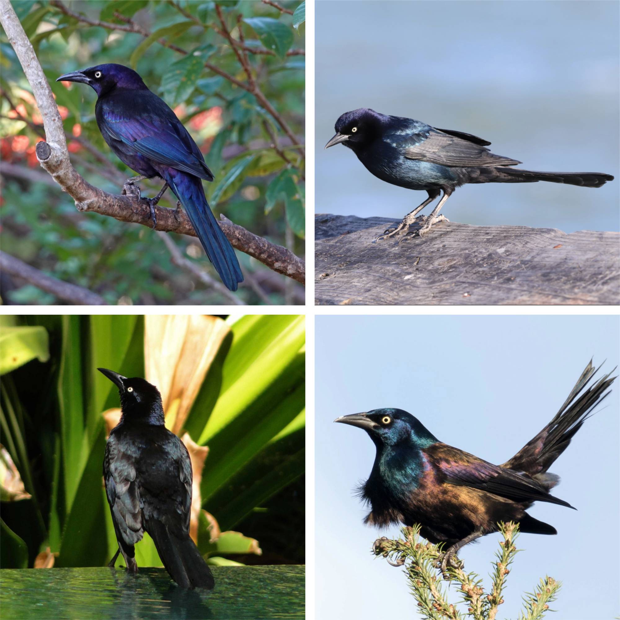 Research | Nest Quest Go: Grackles | Zooniverse - People-powered research