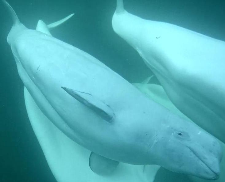 FAQ | Beluga Bits | Zooniverse - People-powered research