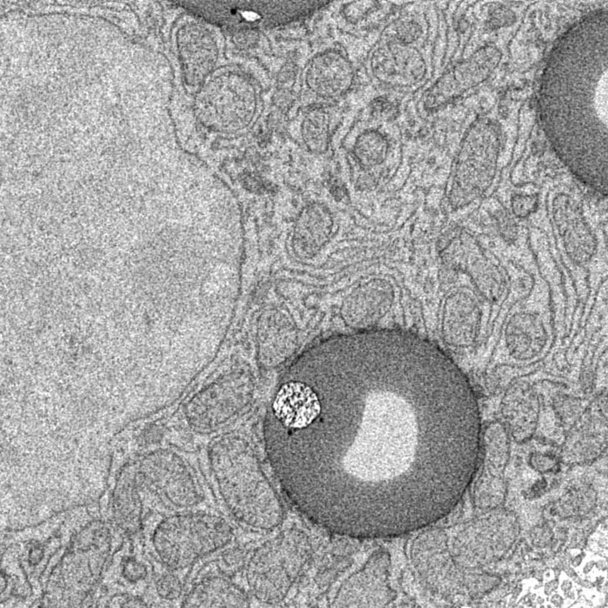 Learn more Get started